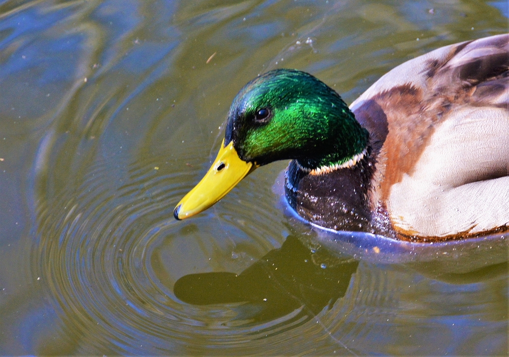 Can You Potty Train A Duck If So What Do You Need To Do XO My Pets